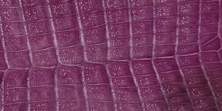 An Overview of the 3 Most Popular Crocodile Skins