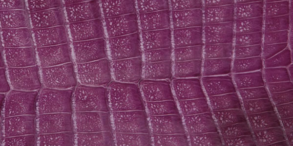 An Overview of the 3 Most Popular Crocodile Skins