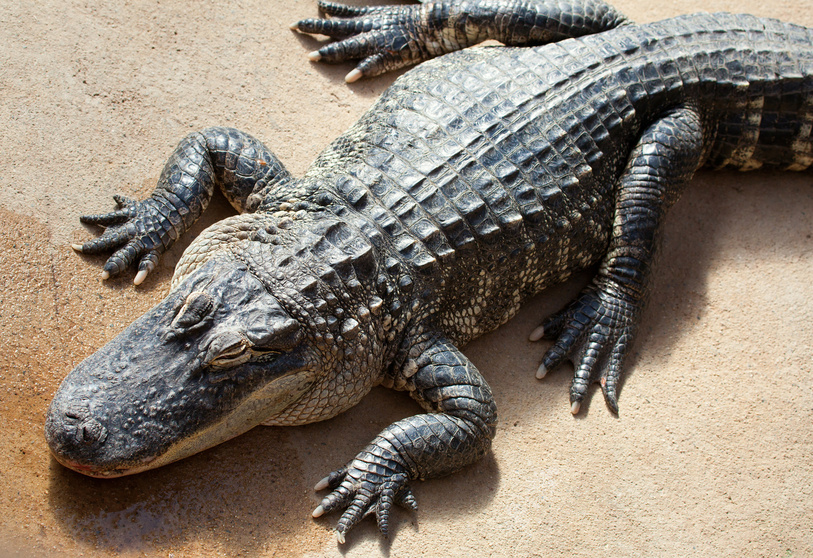 Comparing Alligator & Crocodile Skins