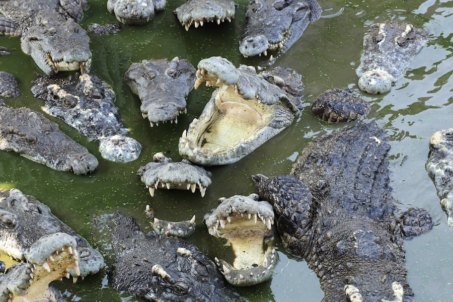 Learning Exotic Leather: American Crocodile (Acutus)