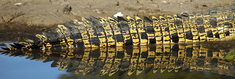 Learning Exotic Leather: Saltwater Crocodile