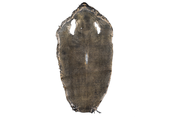 The History of Stingray Skin