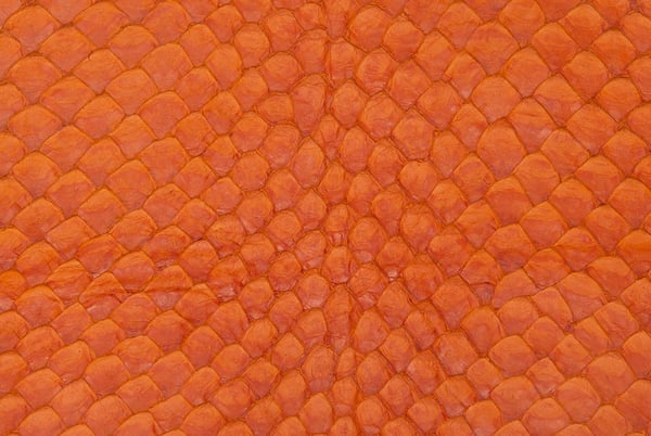 Why Arapaima Skin is the Perfect Look for Your Motorcycle Seat