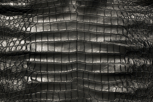 Defining Qualities of American Crocodile Skin