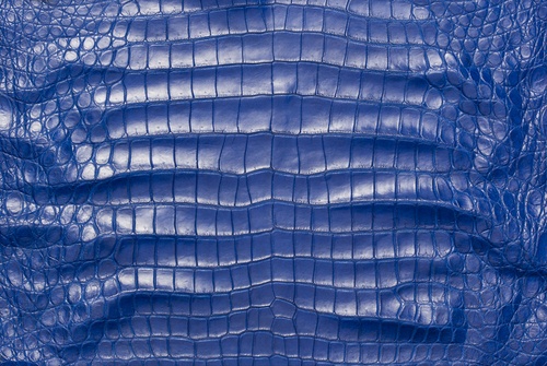 What is So Special About the American Crocodile Skin?