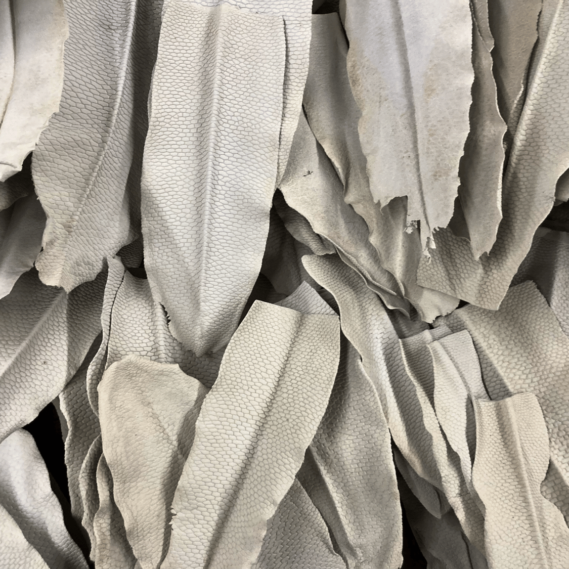 Beaver Tail Guide: All the Info You Need for Your Beaver Tail Project