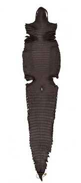 How to Prep Alligator Skin for Custom Tanning