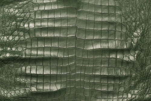 Measurements and Grading of American Crocodile Skin