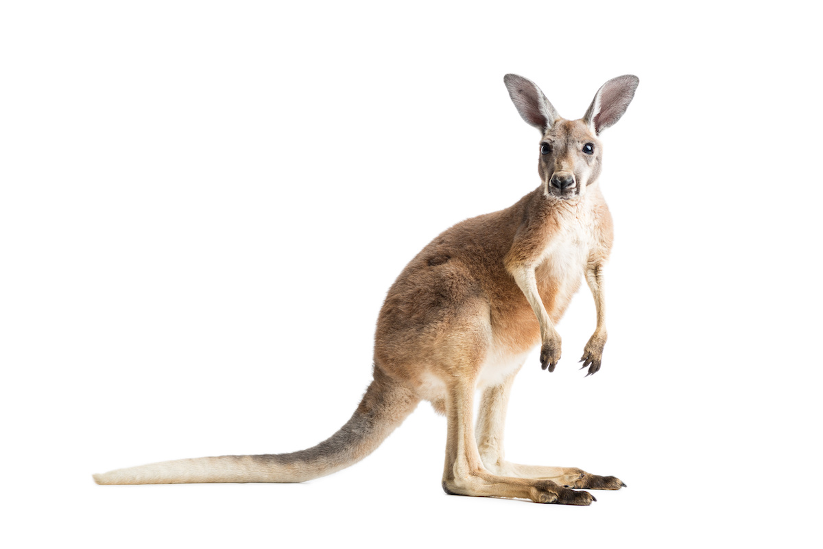 Understanding and Using Kangaroo Leather